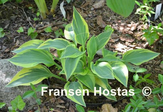 Hosta Bobcat - Fransen Hostas